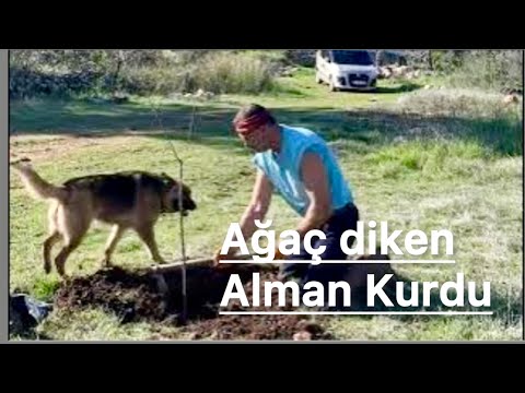 Köy Hayatı: Doğada Huzurlu Bir Pazar Günü | Alman Kurdum Güneş ile Ağaç Dikimi\