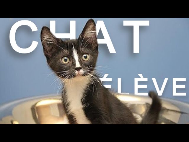 Chaton Mignon Merci MERCI CHATON