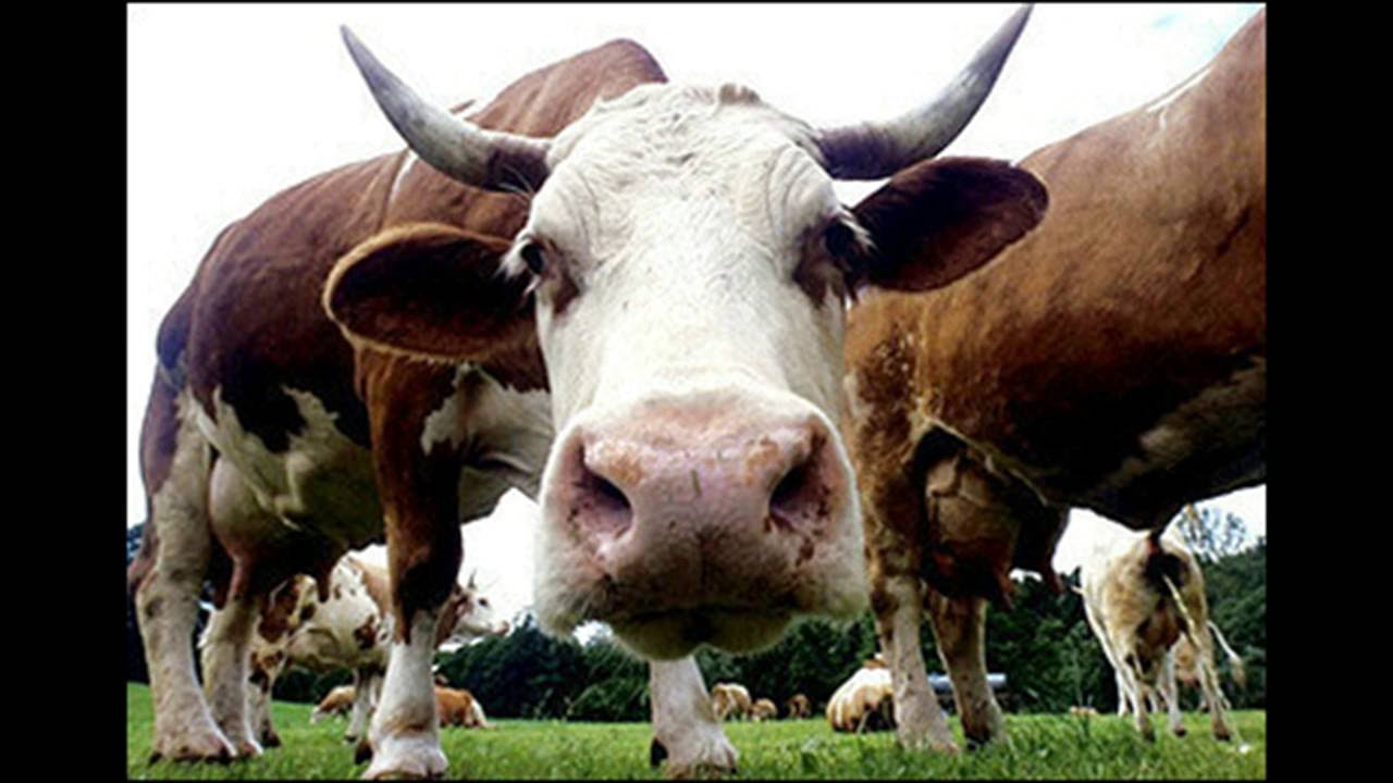Remedios naturales y caseros para la enfermedad de las vacas locas ...