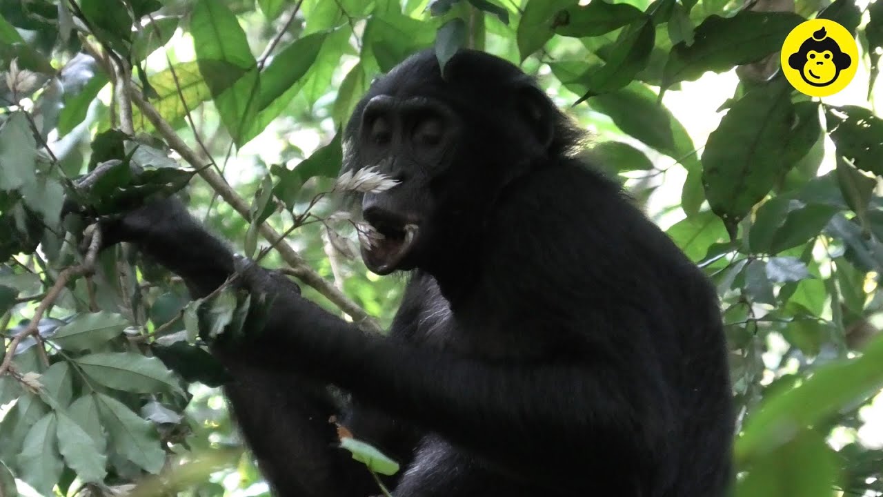 An old female bonobo is eating leaves!【Observations of Bonobos #119 ...