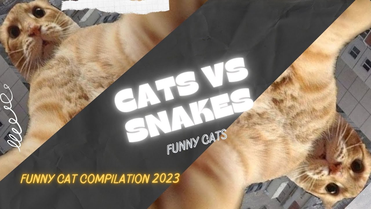funny, video, cat, animal, slime cat - YouTube