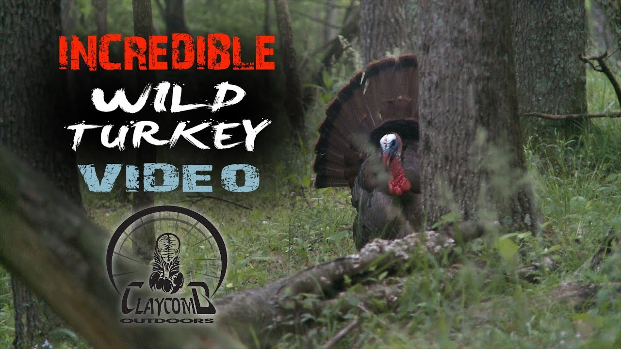 INCREDIBLE wild turkey video | best TURKEY HUNTING videos | REAL turkey ...