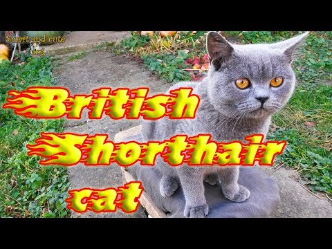 British Shorthair Cat licks his paws and looks charmingly into the world