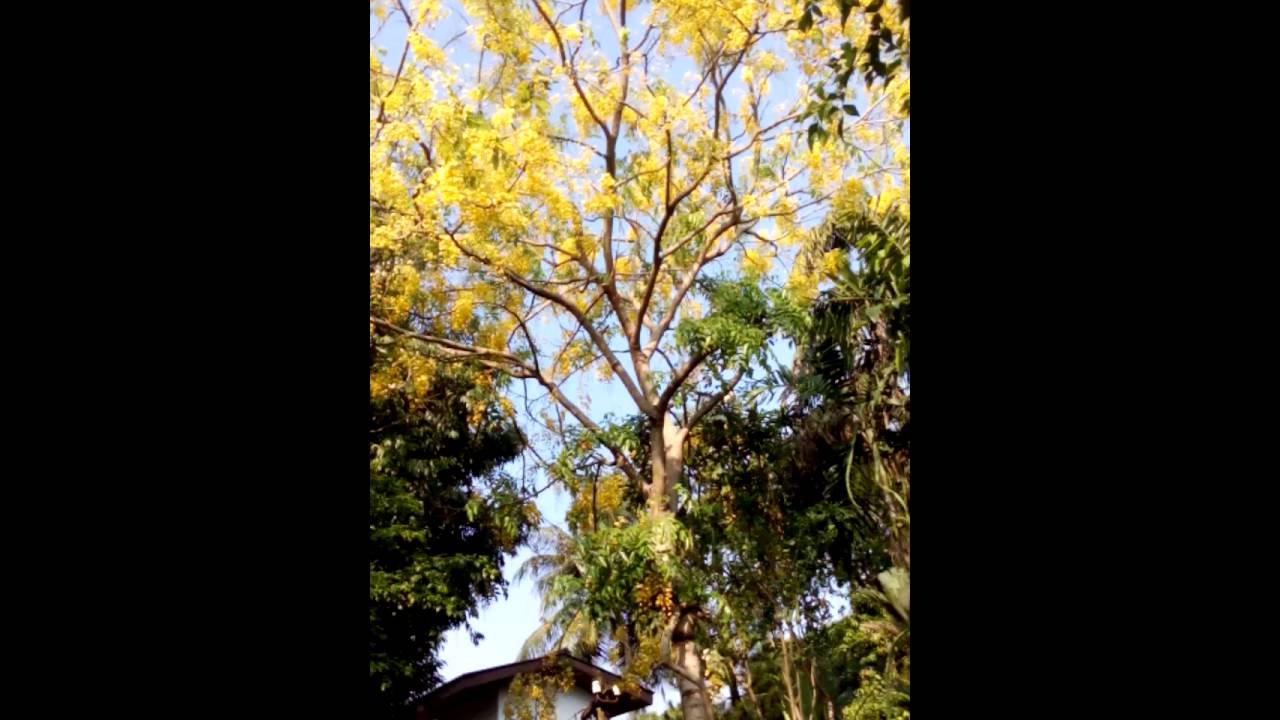 Cassia fistula / Esala / Ehela Tree in bloom - YouTube
