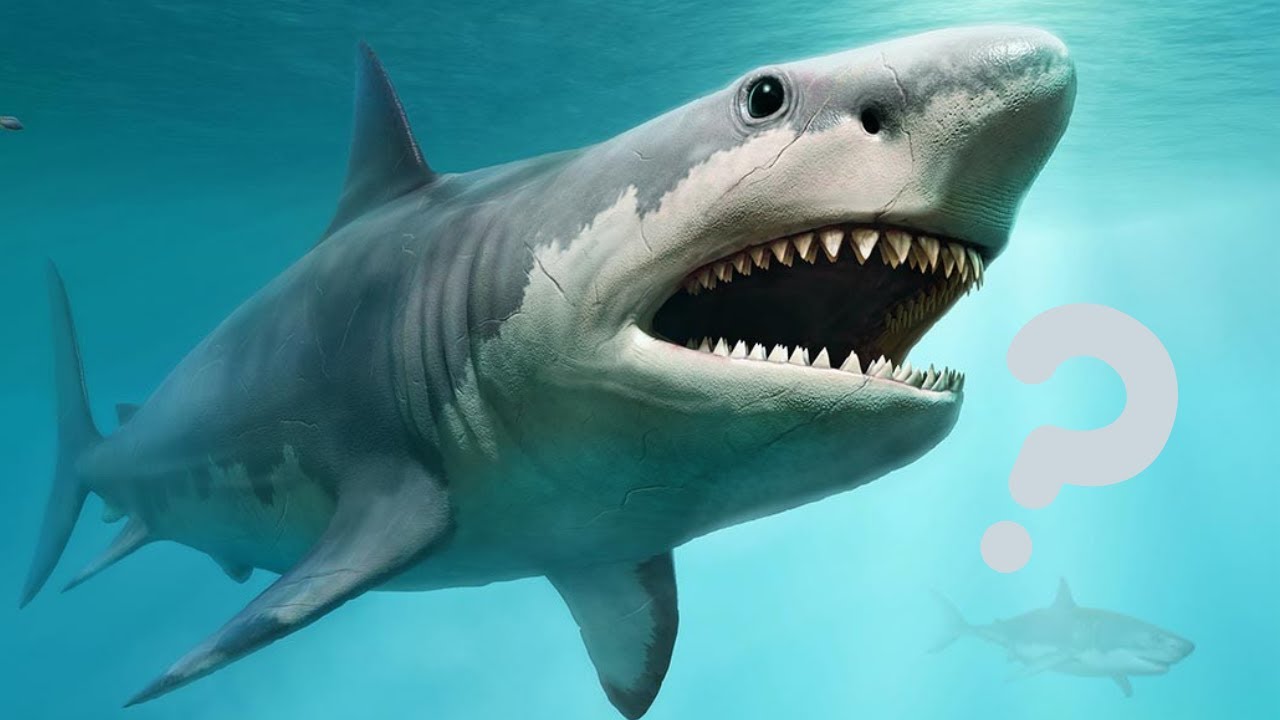 Why did Megalodon Go extinct? - YouTube