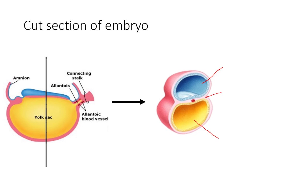 Embryonic period- lateral fold of embryo - YouTube