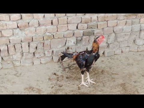 Pakistan aseel breeder murga #asil #aseel #chickens - YouTube