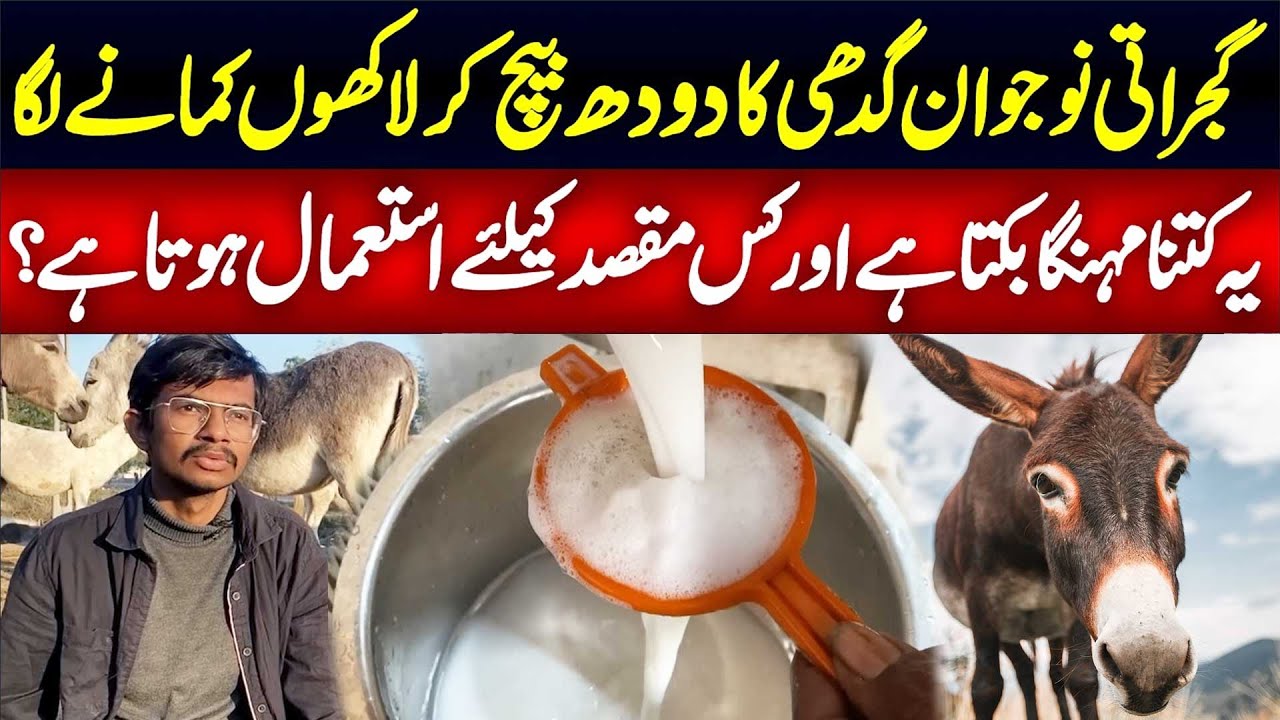 Donkey Milk and Farm in Gujarat | Donkey Farming | Why Donkey's Milk is ...