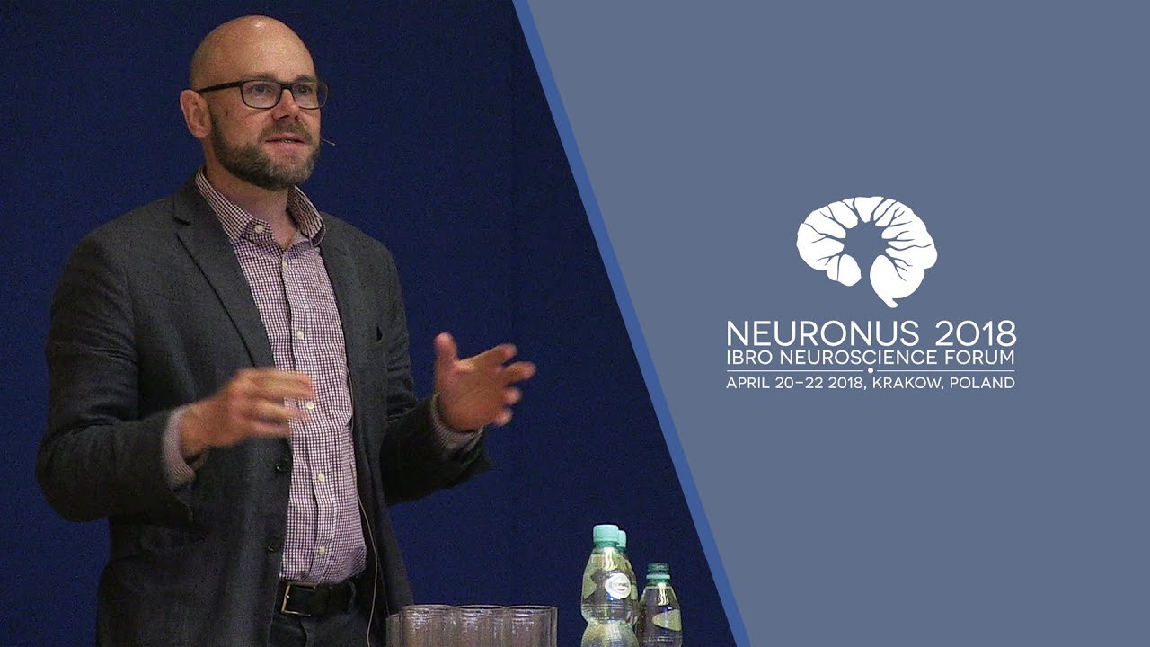 On the role of neural oscillations for information processing in the ...