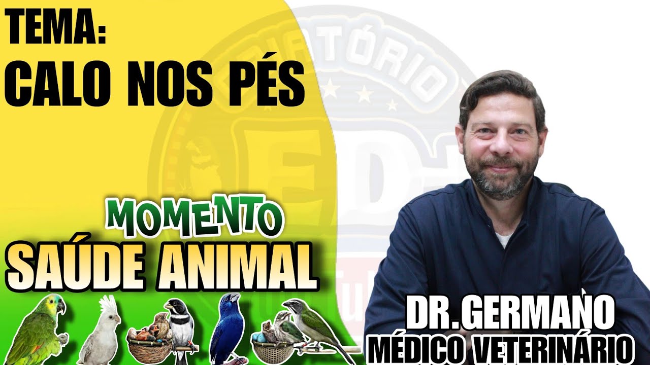 MOMENTO SAÚDE ANIMAL: calo nos pés, Dr.Germano. - YouTube