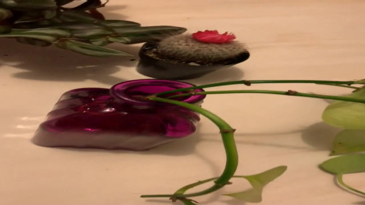 The Basic Structure of a Flowering Plant - YouTube