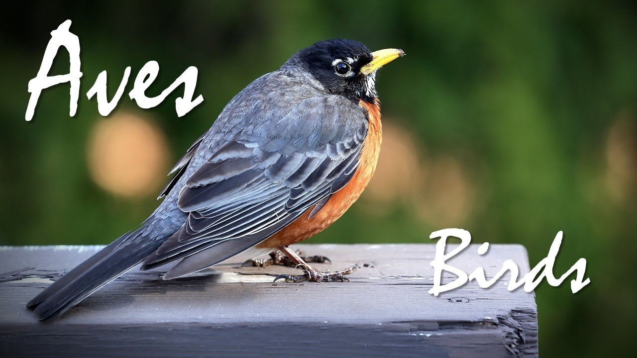 Aves (Birds) - YouTube