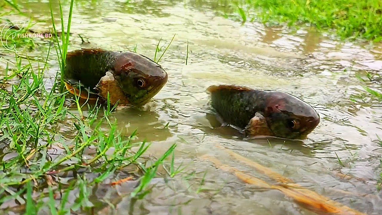 Fishes Walking At Open Field After Rain | Unbelievable Walking Fish ...