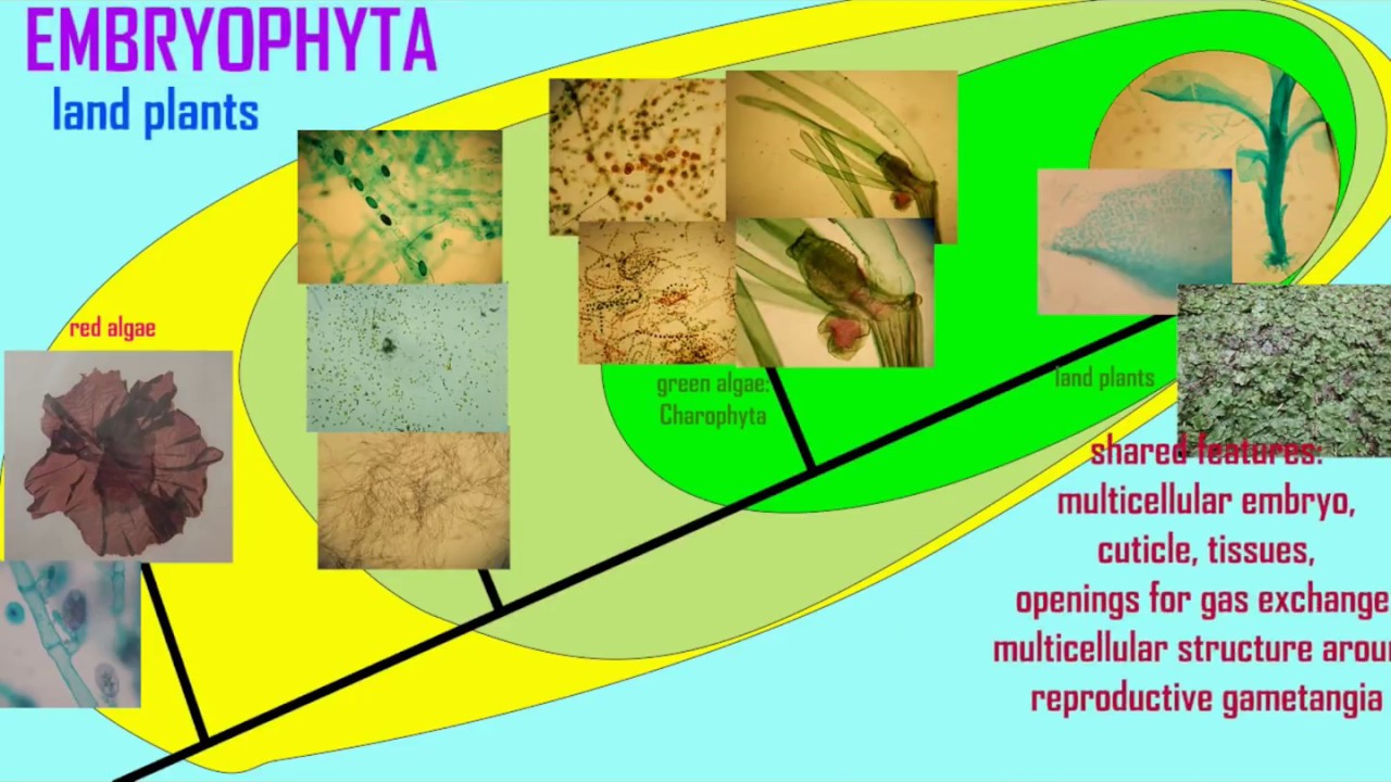 evolution of land plants from green algae 2 - YouTube