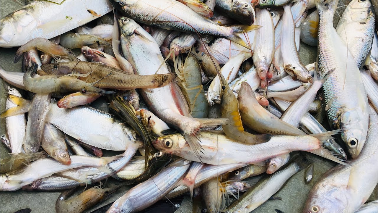 মাছ কিনে কি জিতলো 🤔 | fish bid - YouTube