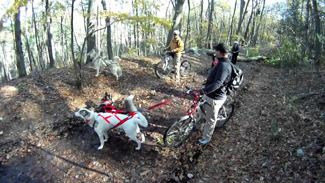 Urban Mushing Training @ Blue Hills - YouTube