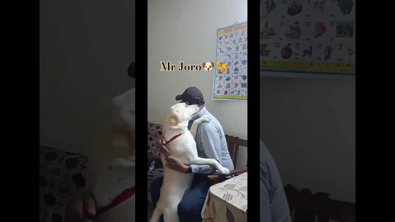 Joro#joro#dog #love #honesty #family #pet - YouTube