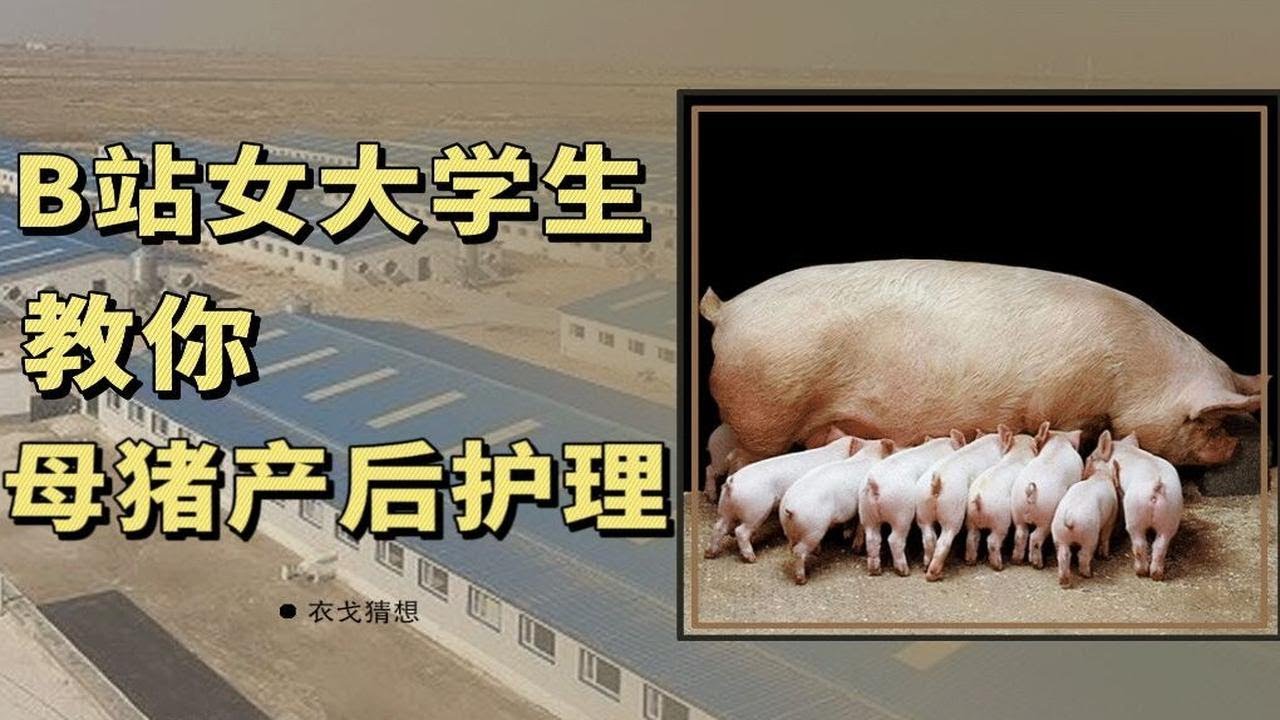 如何科学的护理产后母猪? Youtube