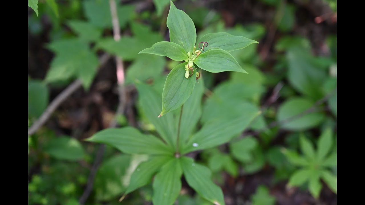 Indian Cucumber-Root, Foraging Wild Edibles - YouTube
