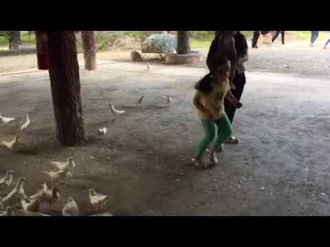 Tacurong zoo1 - YouTube