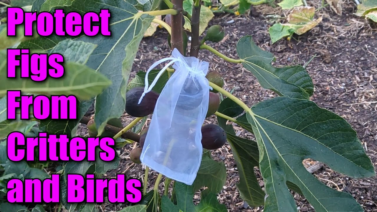 How to PROTECT Your Ripe Figs From BIRDS - YouTube