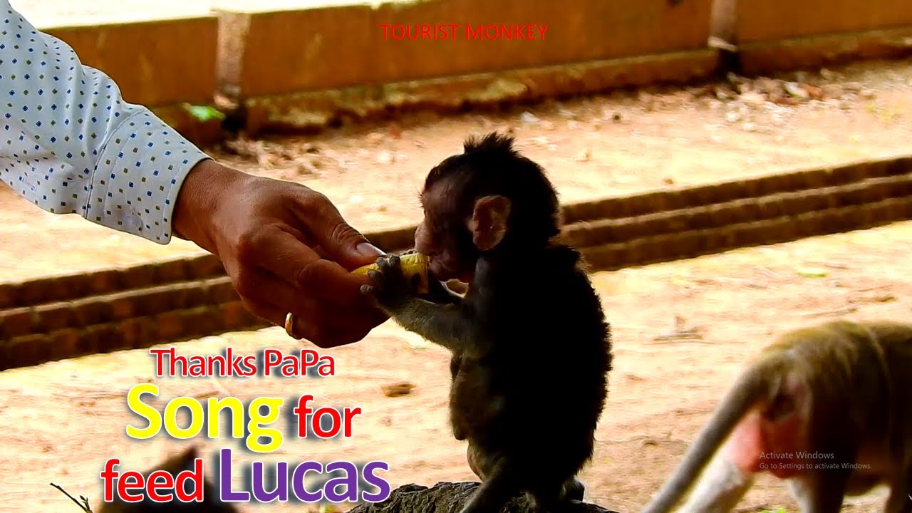 Thanks Papa Song for feed poor baby Lucas, Baby Lucas very very hungry ...