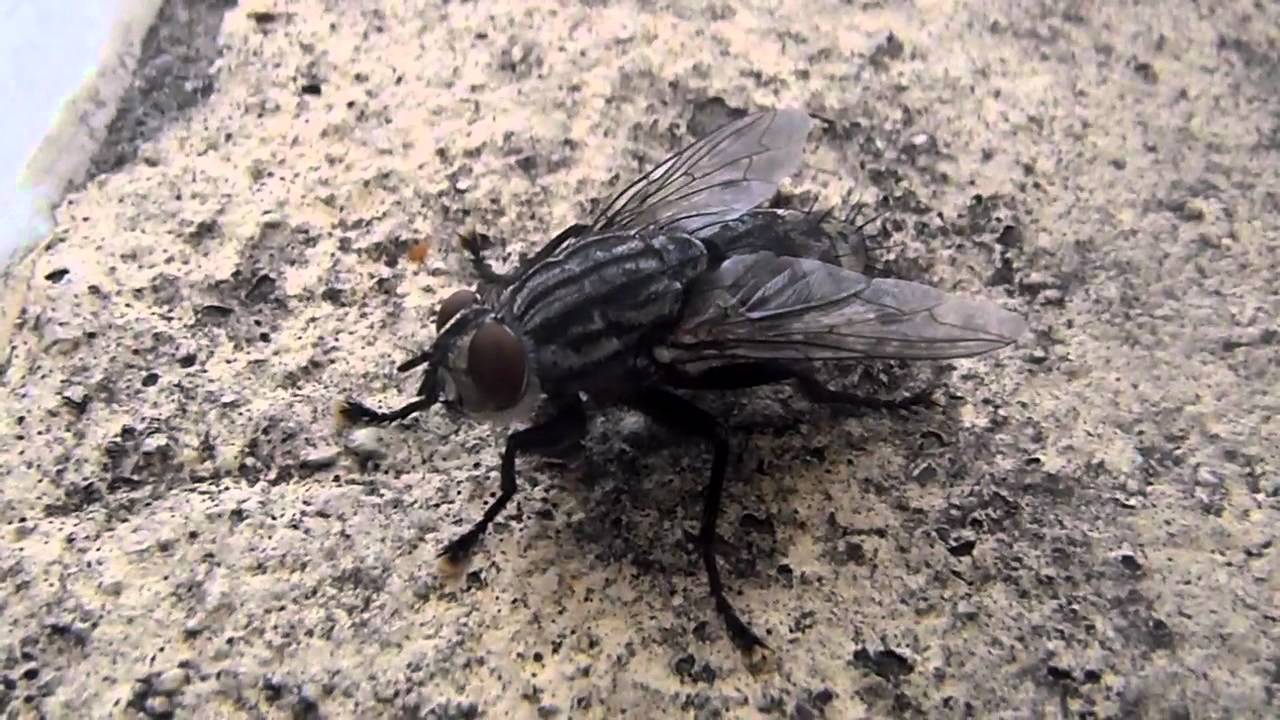 Mosca común hembra (Musca domestica) - YouTube