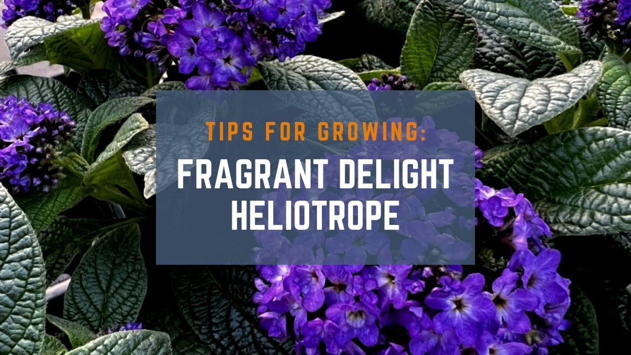Heliotrope Flower