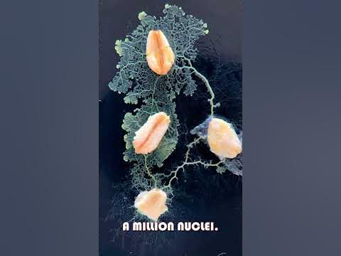 Slime Mold Timelapses Pt. 1 - YouTube