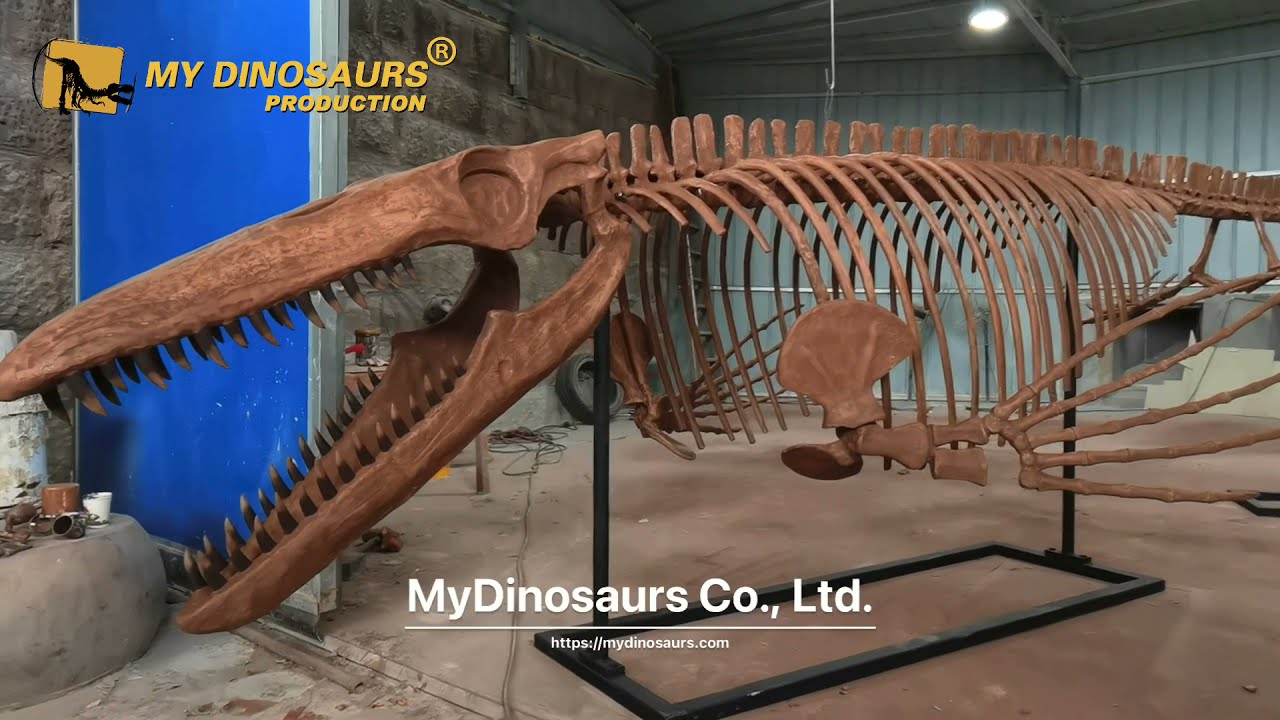 Tylosaurus Skeleton for Marine Museum Exhibition - YouTube