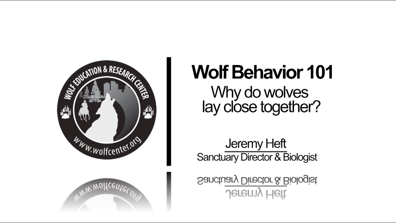 WOLF BEHAVIOR 101: Why Do Wolves Lay Together? (#7 of 12) - YouTube