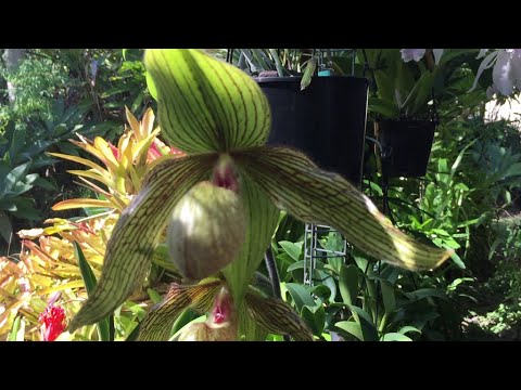 Paph. Harold Koopowitz / (rothschildianum x malipoense) / #GVOS2020 ...