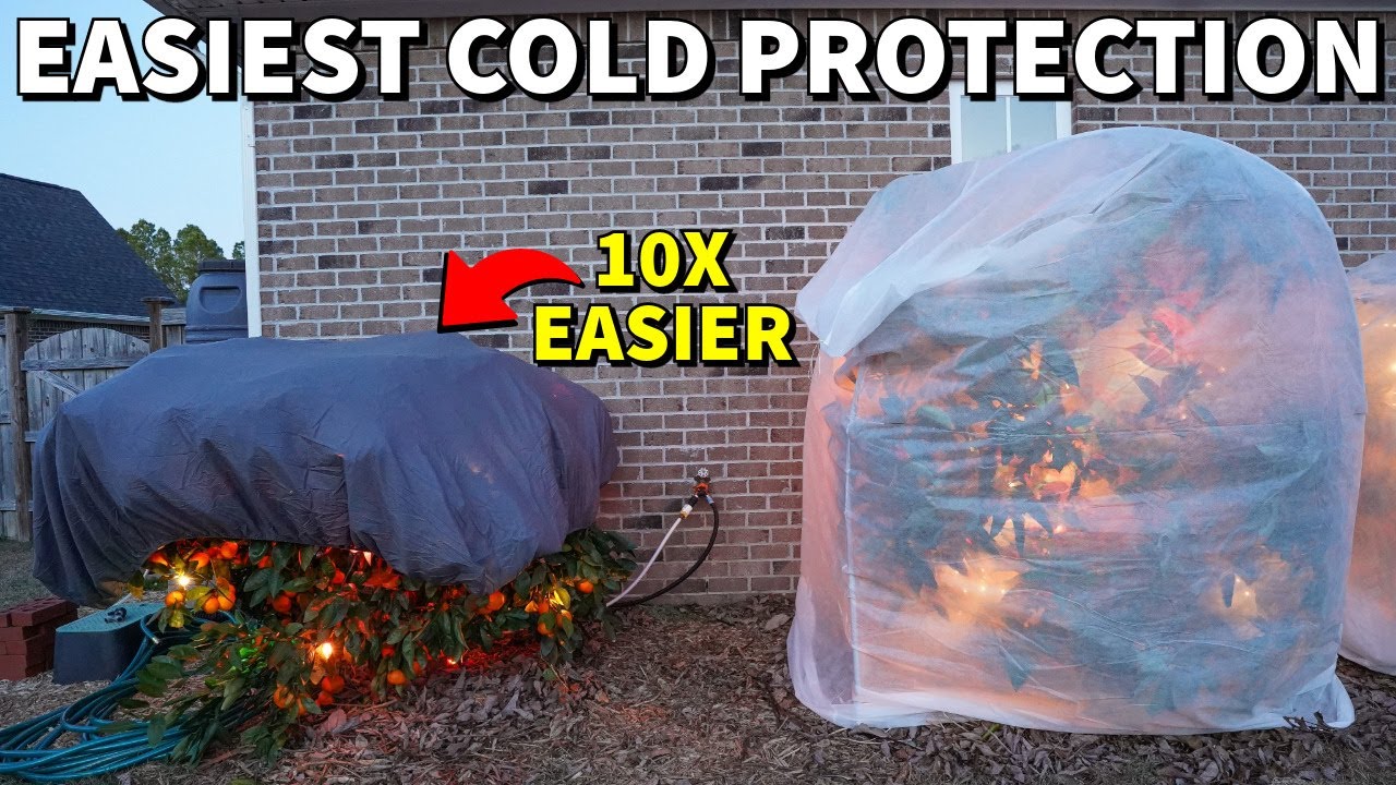 This Is The EASIEST Cold Protection Method In The World! - YouTube