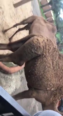 Hewan onta Jatim park 2 #shorts #jatimpark2 - YouTube