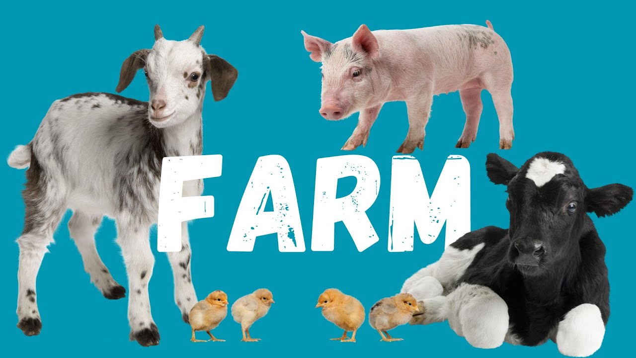 Look How They Grow: Farm Animals - YouTube