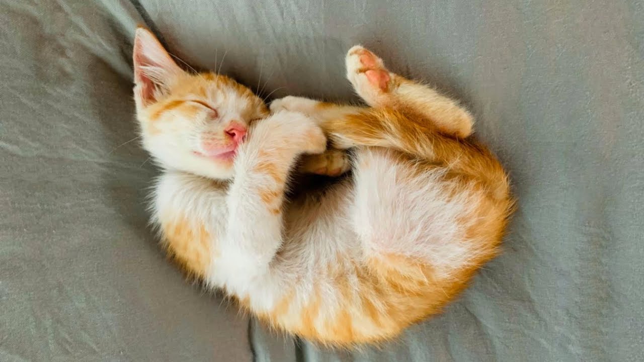 Most cute kitten nap purring and meow Sound 😻💤#relaxingcat #cat - YouTube