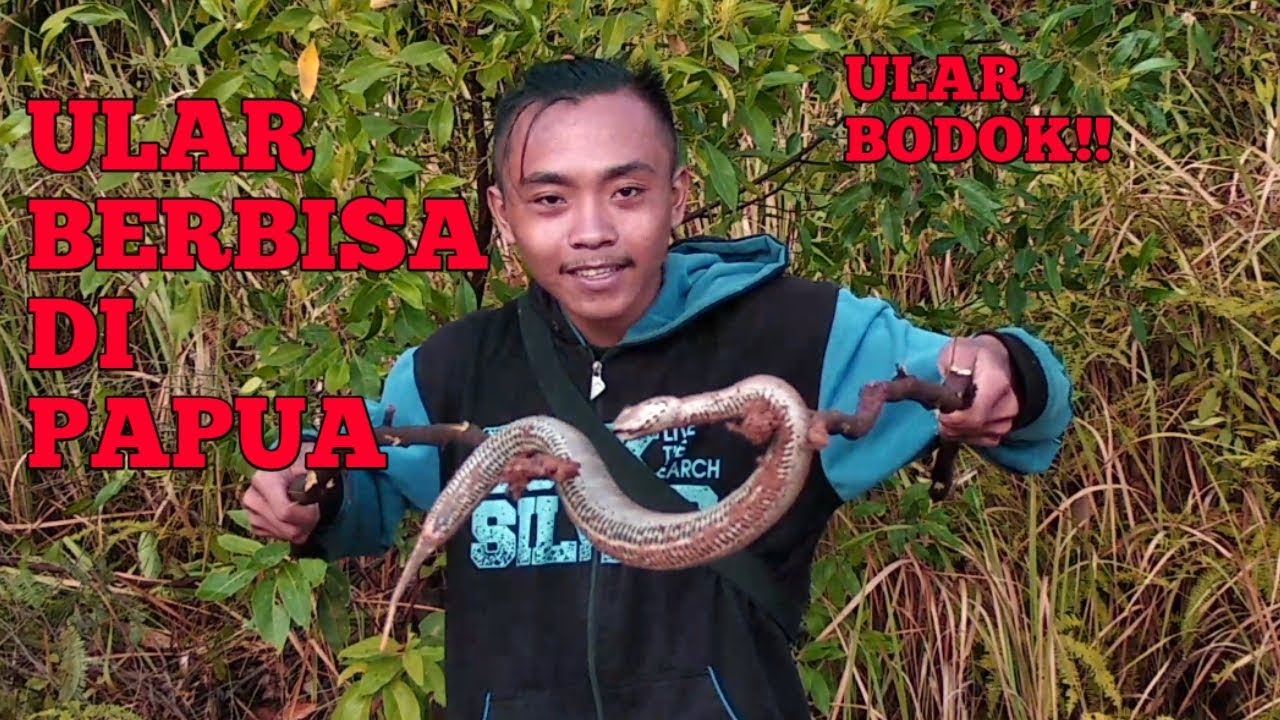 Ular berbisa di papua!! Death adder !! - YouTube