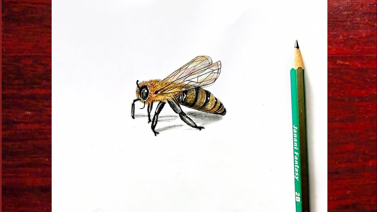How to Draw a Bee Step by Step Drawing Tutorial /How To Draw A ...