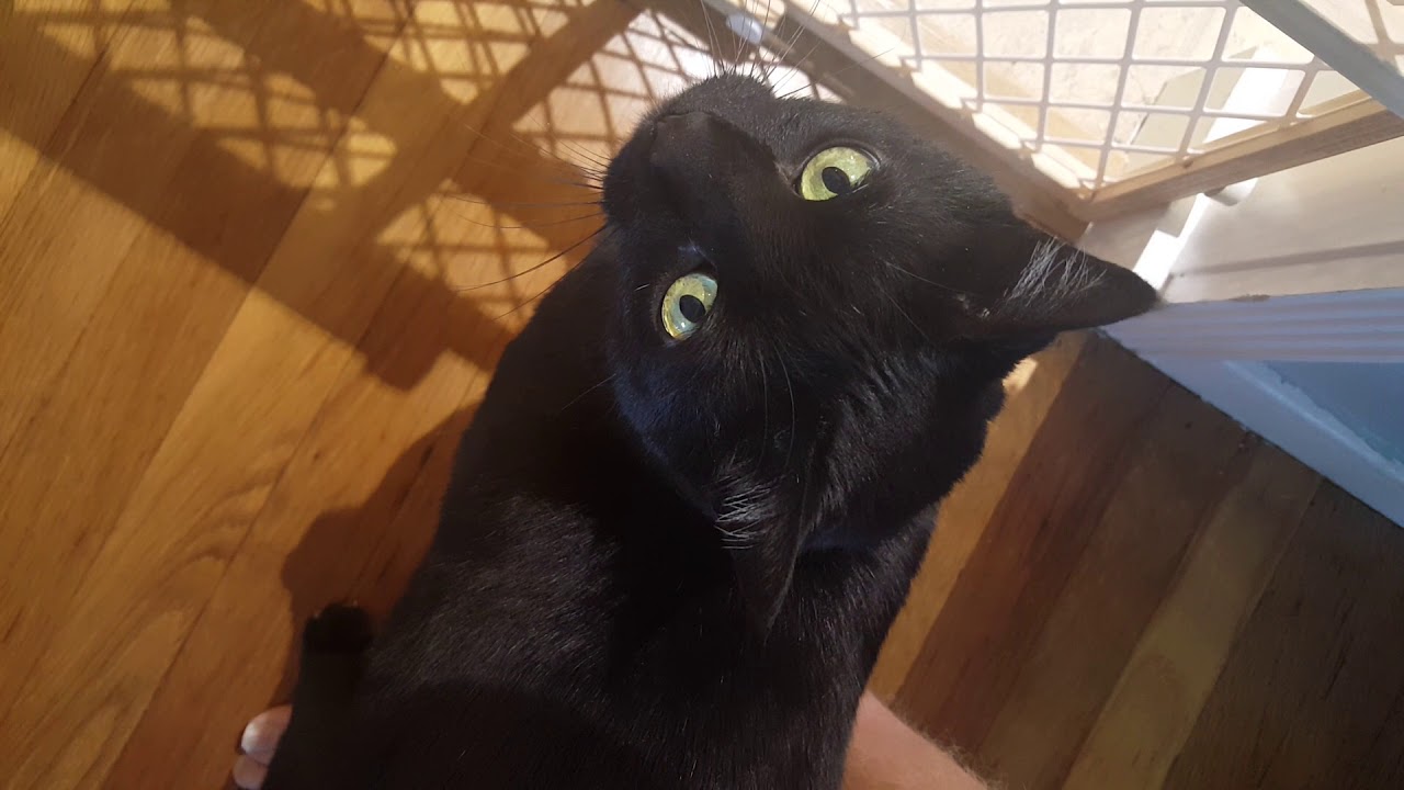 The most beggy cat ever - YouTube