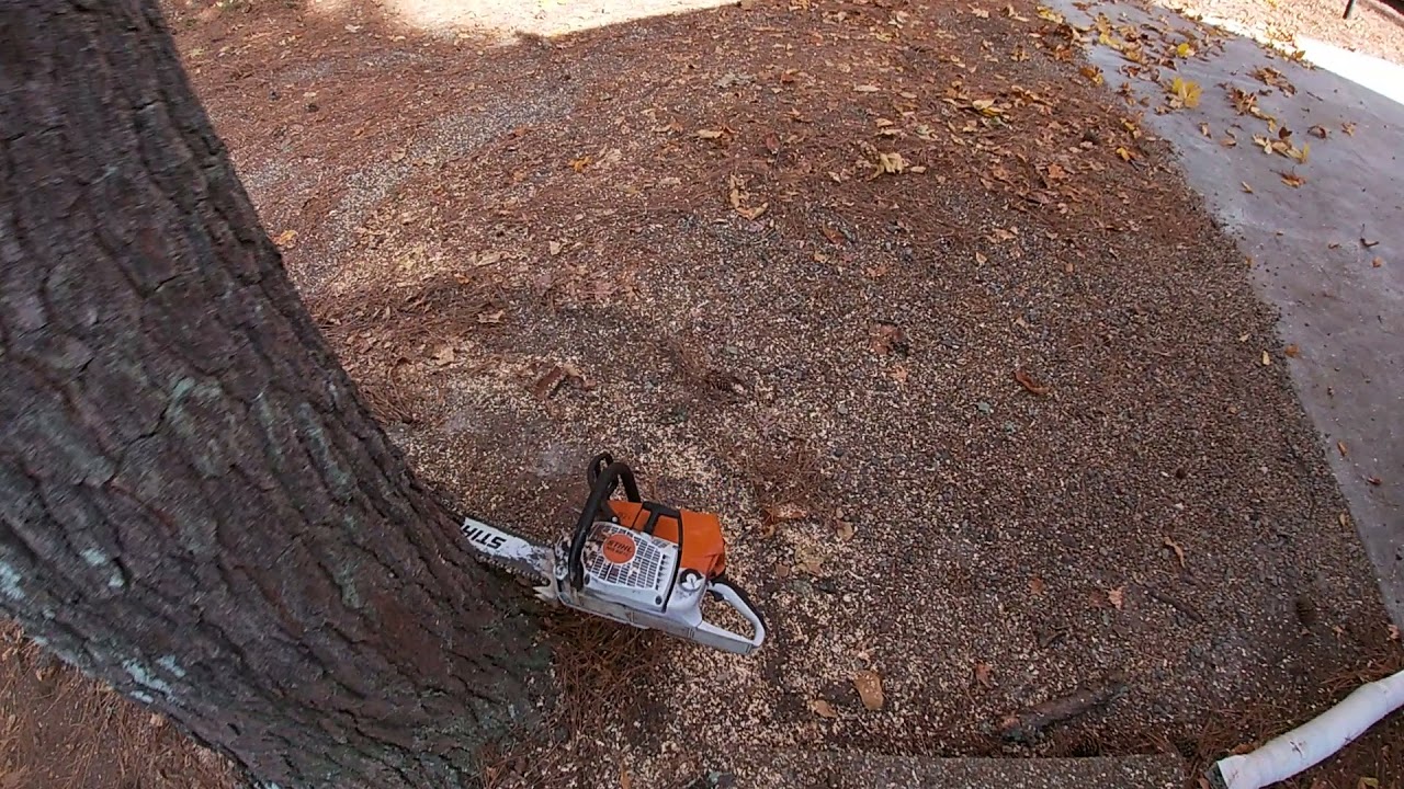 felling tutorial. - YouTube