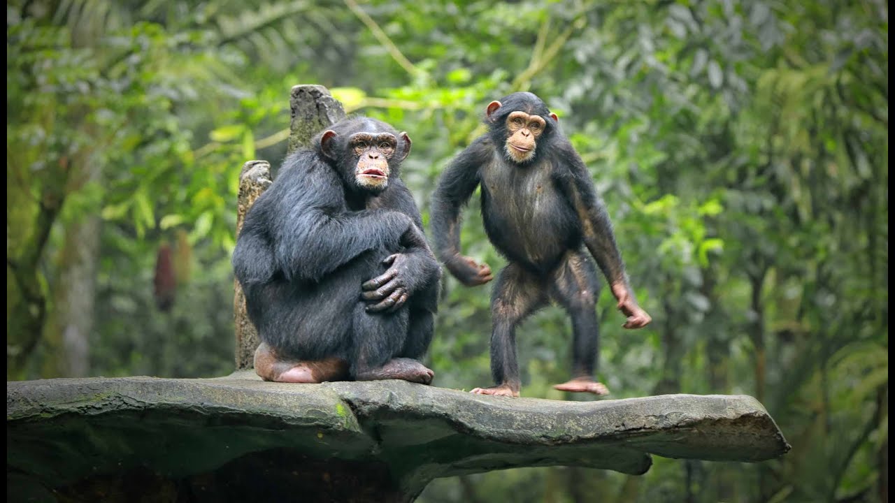 CHIMPANZEE IN UGANDA HAVE LEADERS AMONGST THEM LOOK AT THIS AND HOW ...
