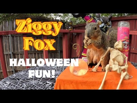 Ziggy Fox Halloween Fun! - YouTube