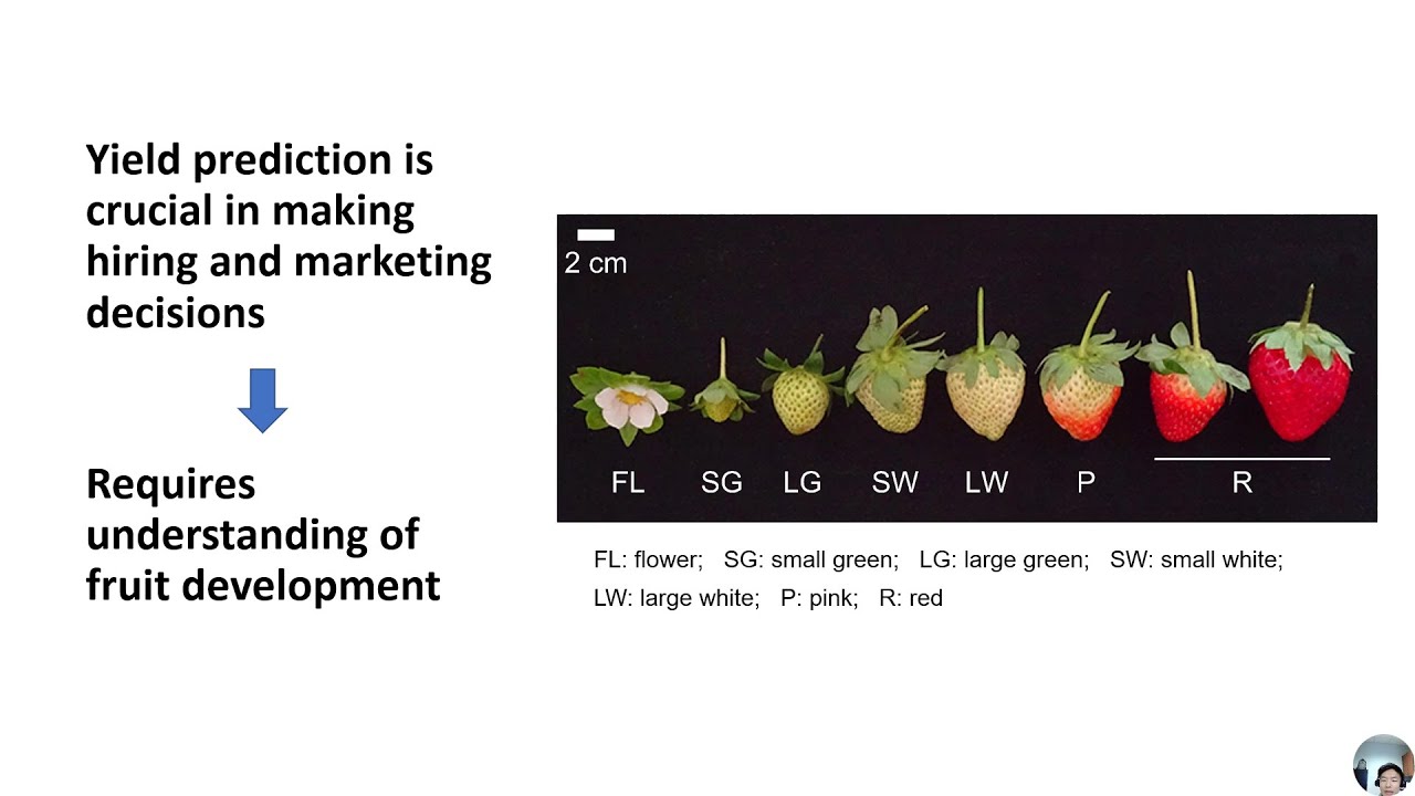 Strawberry Fruit Growth and Ripening | 2023 ASHS Presentation - YouTube