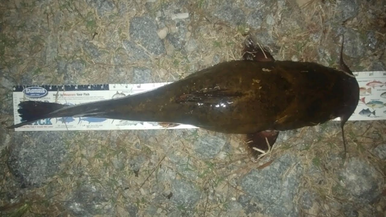 Flathead catfish caught in Northern Florida - YouTube