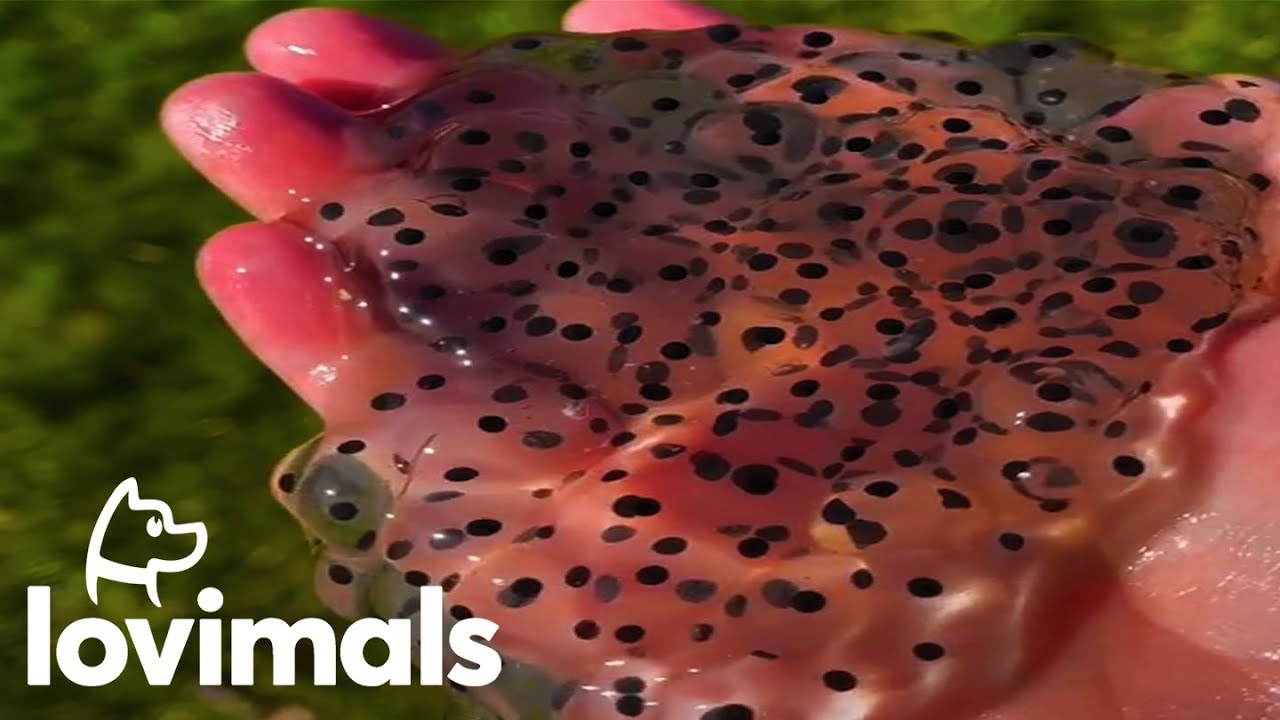 Female Frogs Lay Thousands Of Eggs! - YouTube
