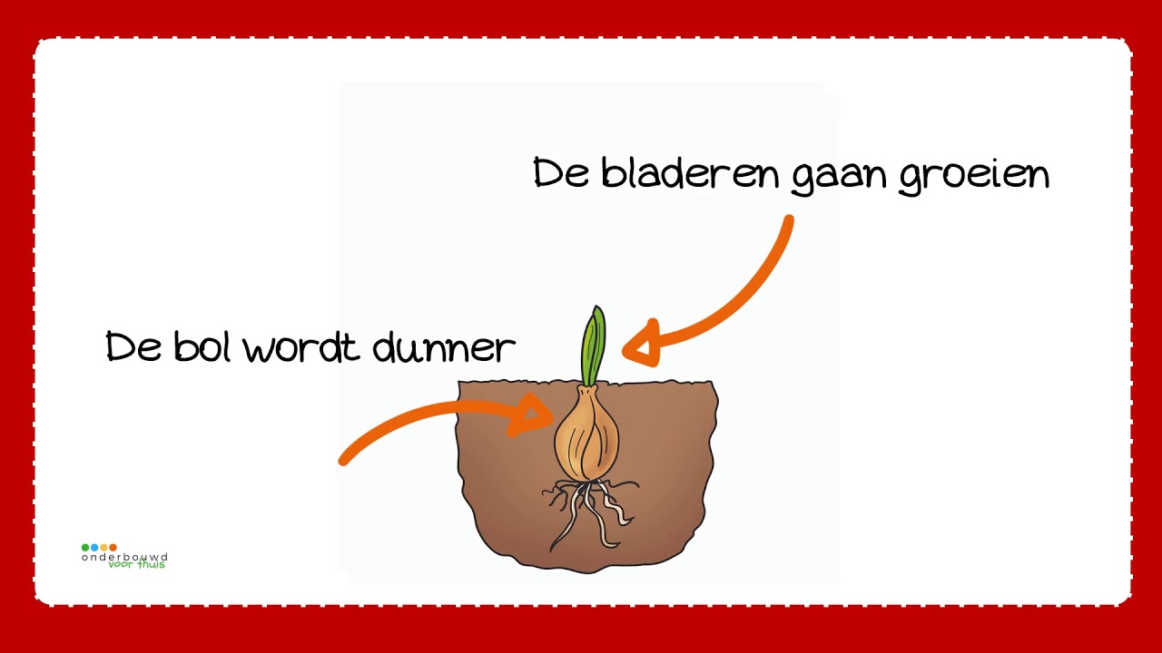 groei van de tulp lente - YouTube