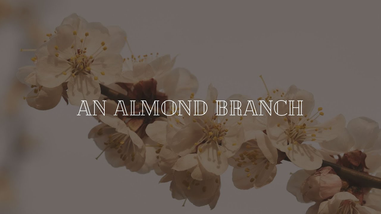 An Almond Branch - Pastor Joshua K. Arrand 8-23-23 - YouTube