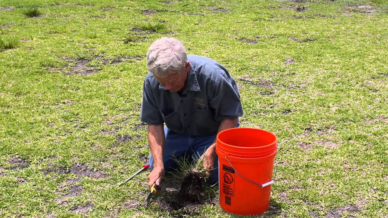 Hand weeding goosegrass in sports turf - YouTube