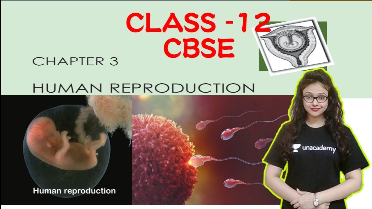 HUMAN REPRODUCTION-CLASS-12-CBSE |BIOLOGY | SIMPLIFIED EXPLANATION ...