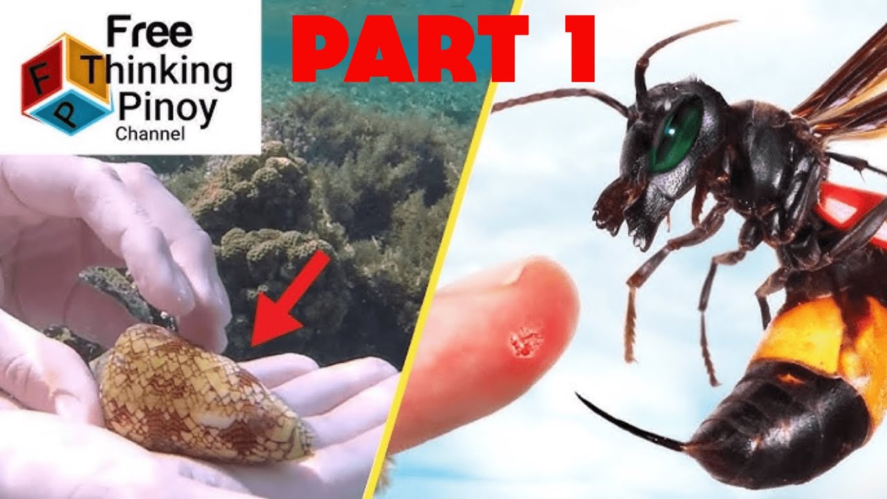 PART 1 Top 6 Venomous animals | Kabibe at Putakti ng Pinas may Kamandag ...
